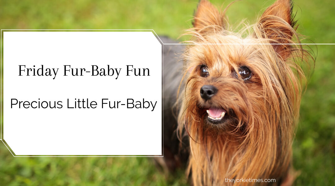Friday Fur-Baby Fun: Precious Little Fur-Baby - Yorkies & Cross-Breeds