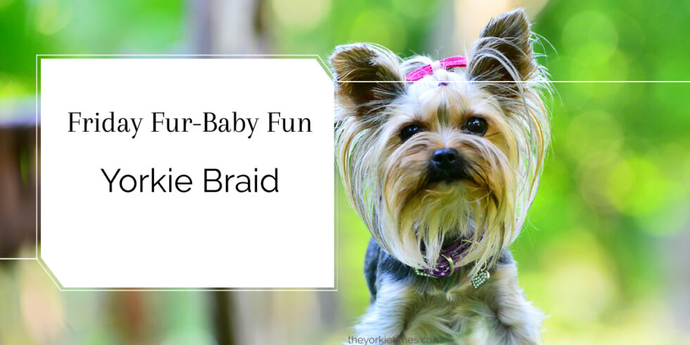 Friday Fur-Baby Fun: Yorkie Braid - Yorkies & Cross-Breeds