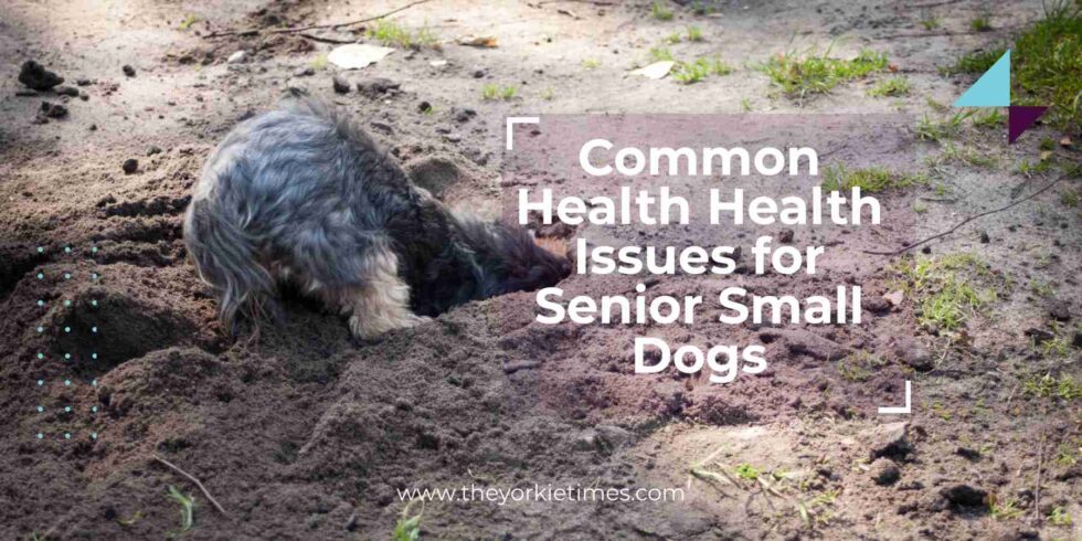 Common Health Issues in Senior Small Dogs - Yorkies & Cross-Breeds
