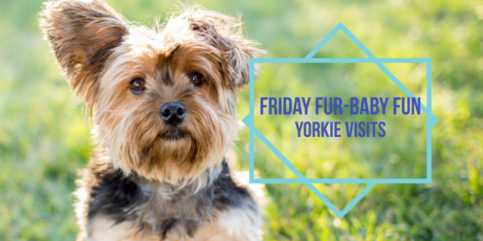 Friday Fur-Baby Fun: Yorkie Visits - Yorkies & Cross-Breeds