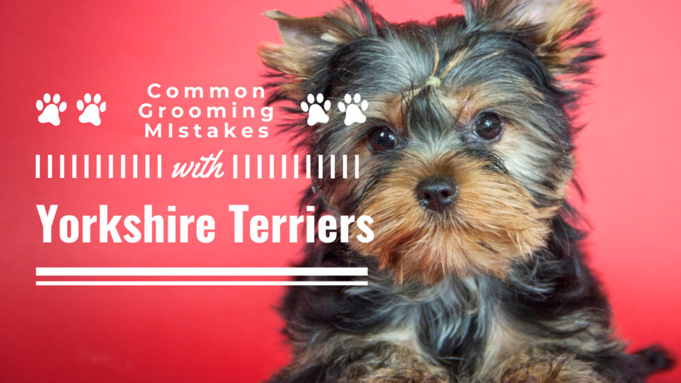 5 Common Grooming Mistakes with Yorkshire Terriers