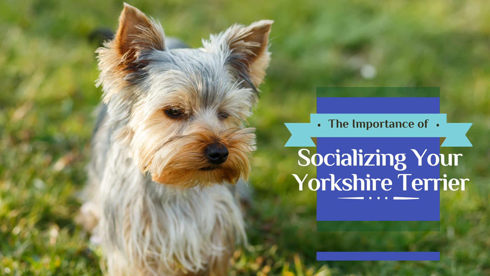 The Importance of Socializing Your Yorkshire Terrier
