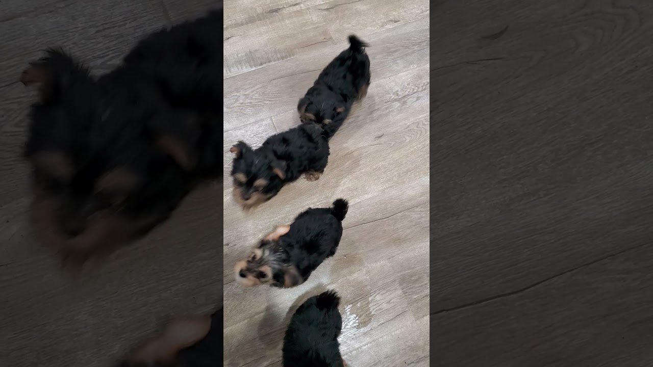 Friday Fur-Baby Fun: Yorkie Puppies! - Yorkies & Cross-Breeds