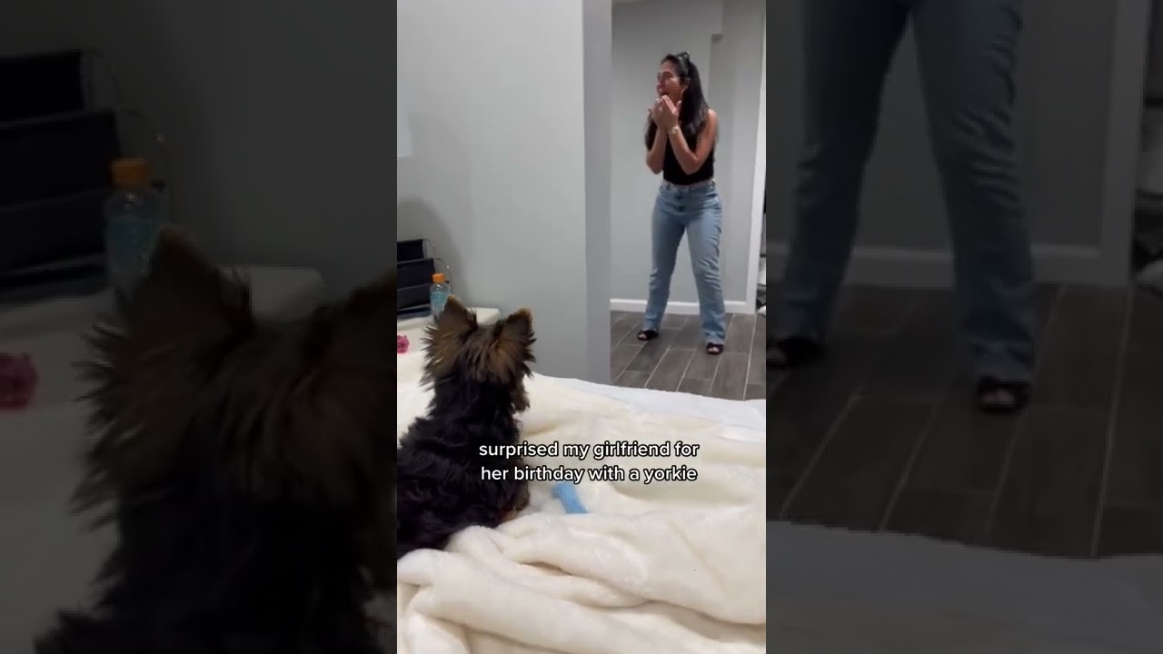 Friday Fur-Baby Fun: Yorkie Puppies! - Yorkies & Cross-Breeds