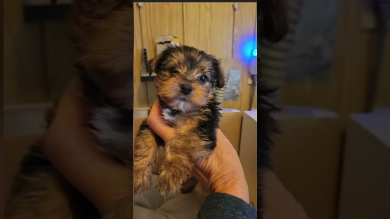 Friday Fur-Baby Fun: Yorkie Puppies! - Yorkies & Cross-Breeds