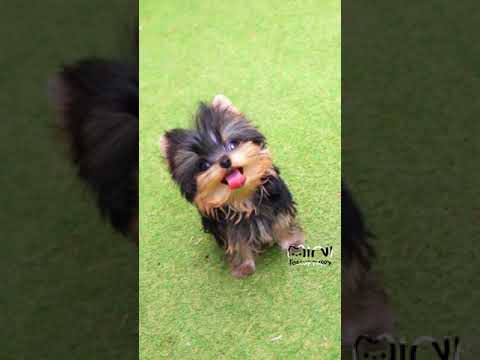 Friday Fur-baby Fun: Dancing Yorkie - The Yorkie Times
